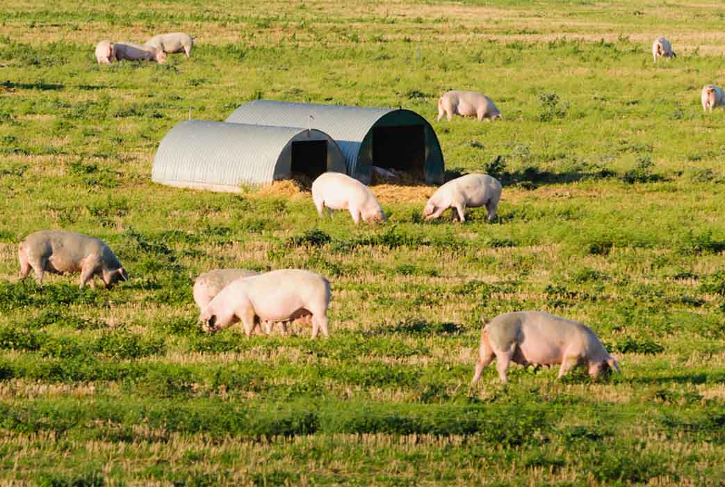 High Protein Snacks - Serious Pig